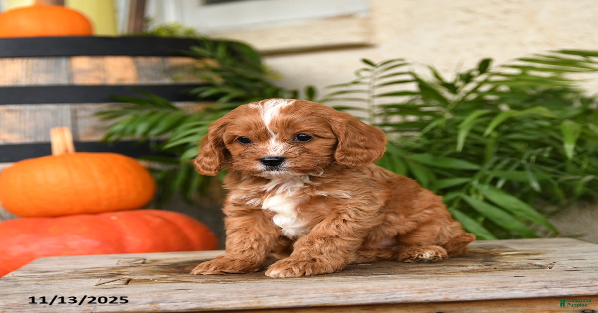 Cutie for sale in Honey Brook | Lancaster Puppies