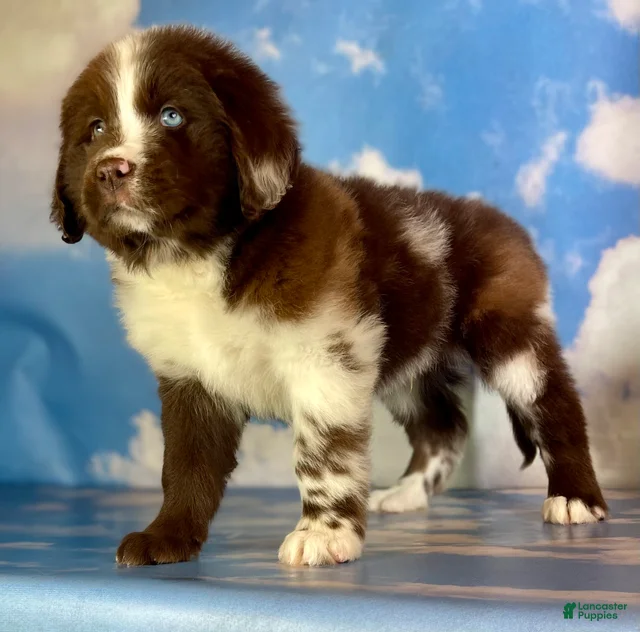 The Merle Newfoundland | Lancaster Puppies