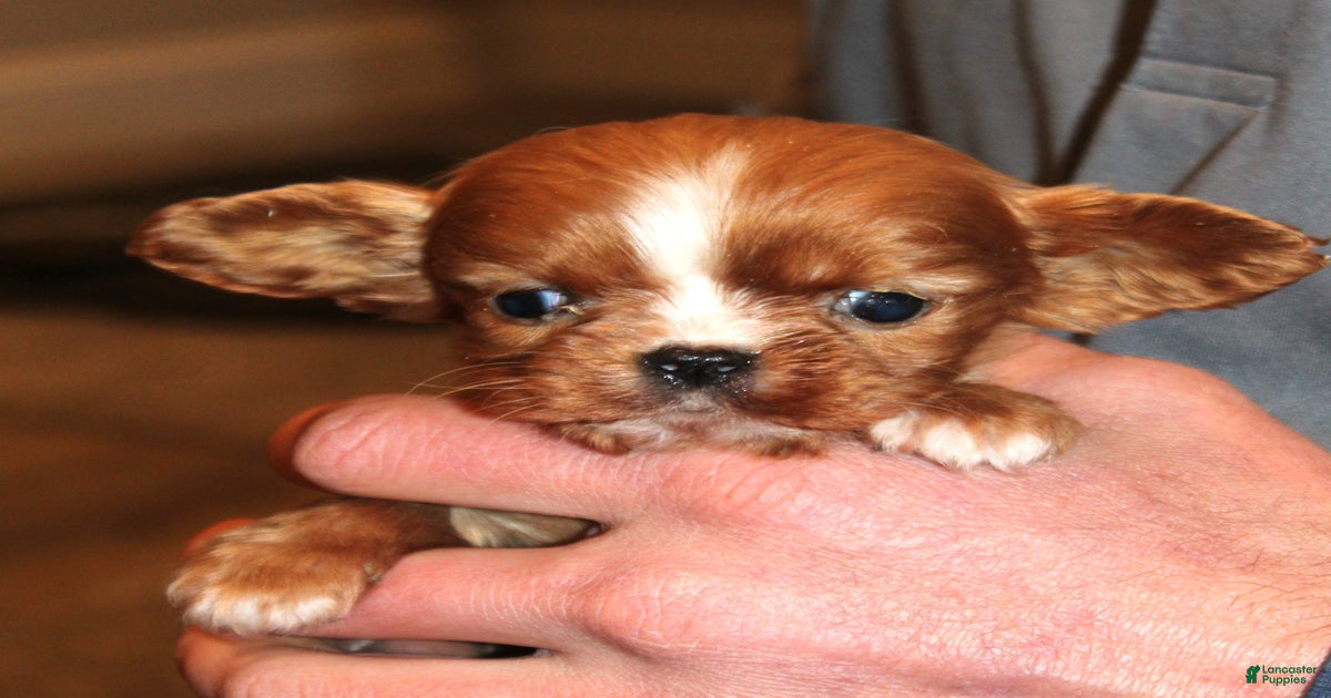 Cavalier King Charles Spaniel Puppy 5 for sale in Reinholds | Lancaster ...