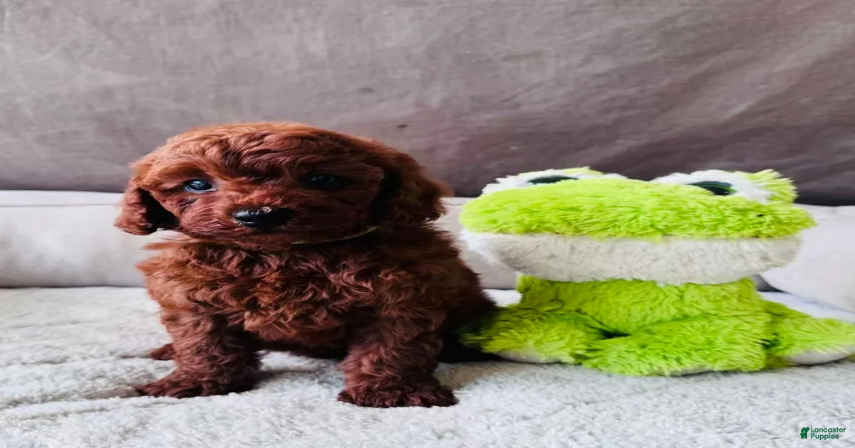 Choco Mini Goldendoodle for sale in Brooksville | Lancaster Puppies