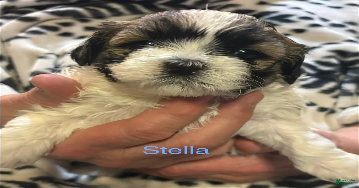 Stella Shih Tzu for sale in Windsor | Lancaster Puppies