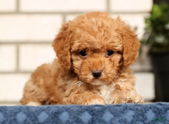 Elsie for sale in Millersburg | Lancaster Puppies