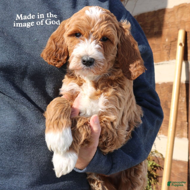 Paxton for sale in Narvon | Lancaster Puppies