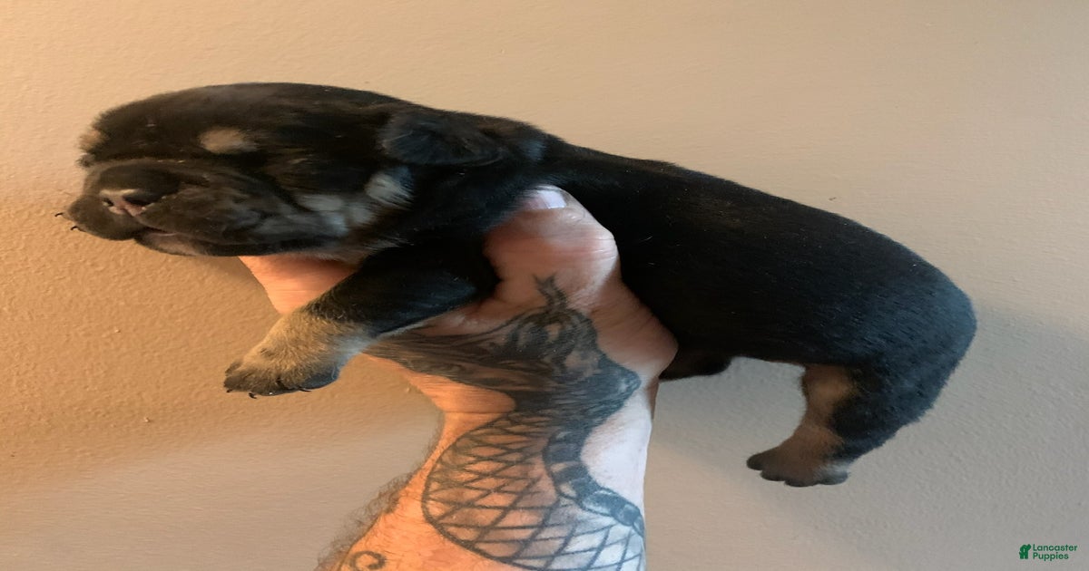 Mercedes for sale in Toms River | Lancaster Puppies