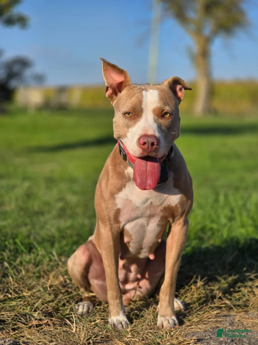 American Pit Bull Terrier Puppy 2 for sale in Elsie | Lancaster Puppies