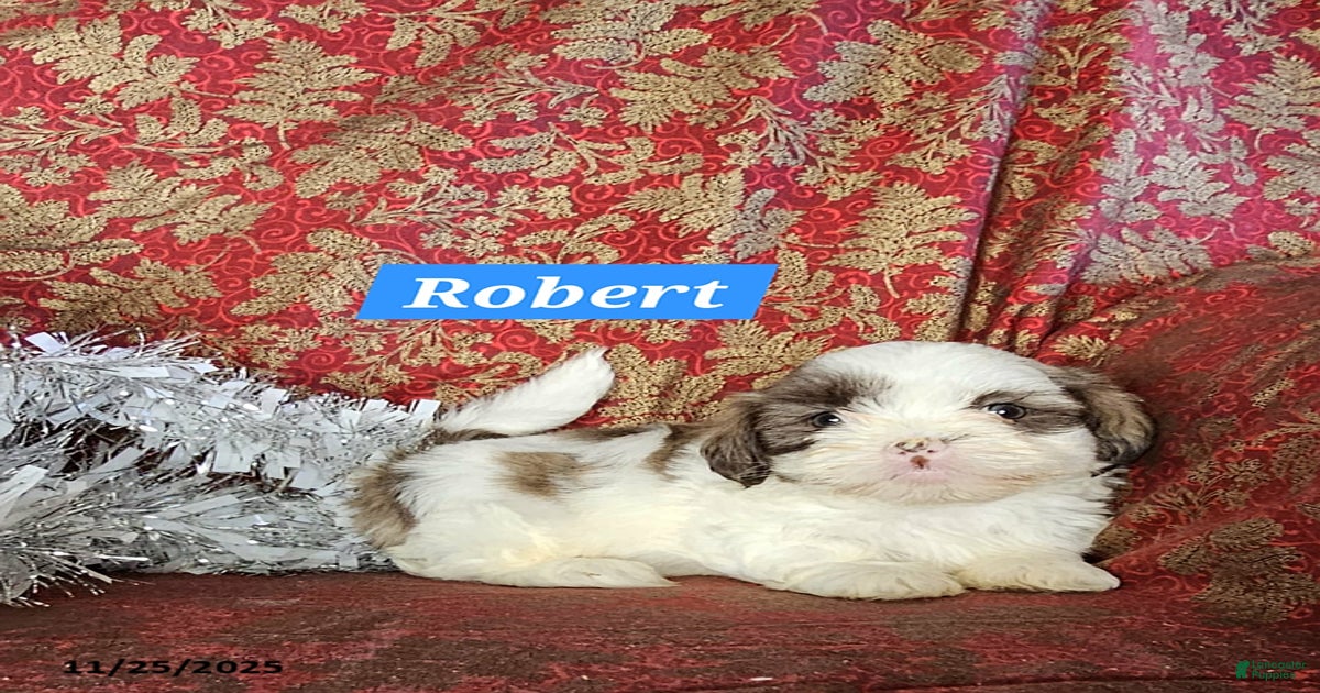 Robert for sale in Fort Plain | Lancaster Puppies