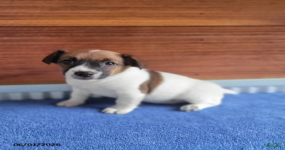 Jack Russell Terrier Puppies for sale in Ohio | Lancaster Puppies