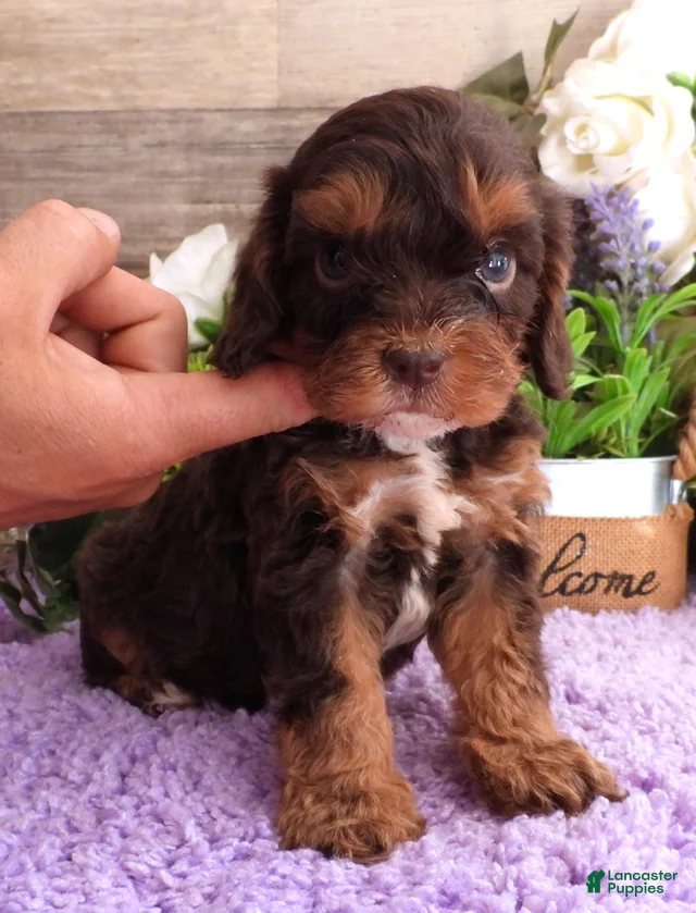 Roxy's #1 Male Cavapoo for sale in Carlisle | Lancaster Puppies
