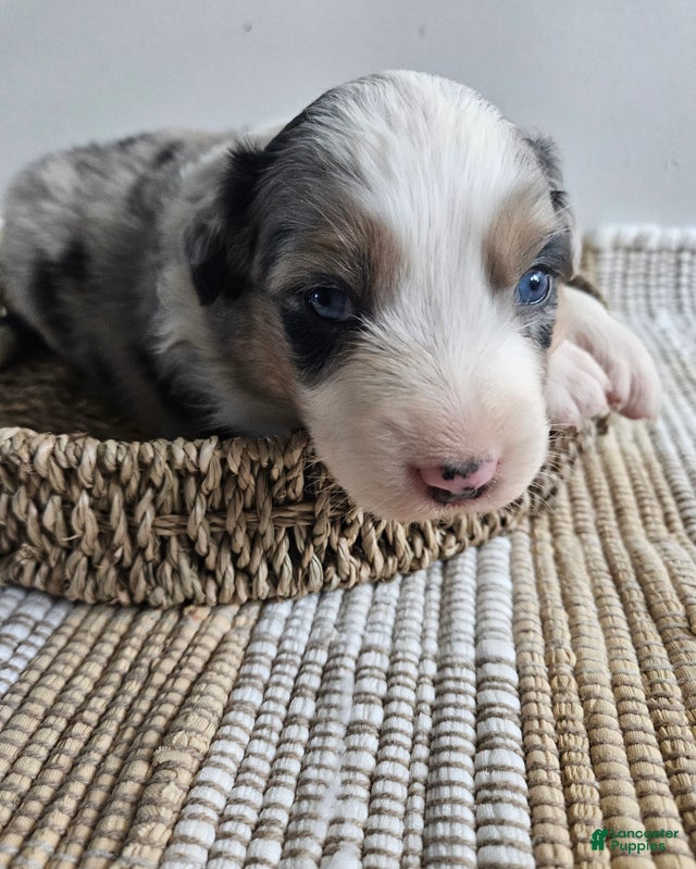 Candy, blue eyes for sale in Crab Orchard | Lancaster Puppies