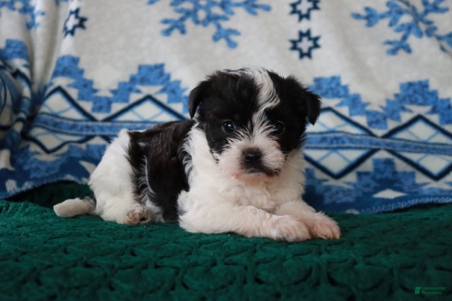 Deb for sale in Romulus | Lancaster Puppies