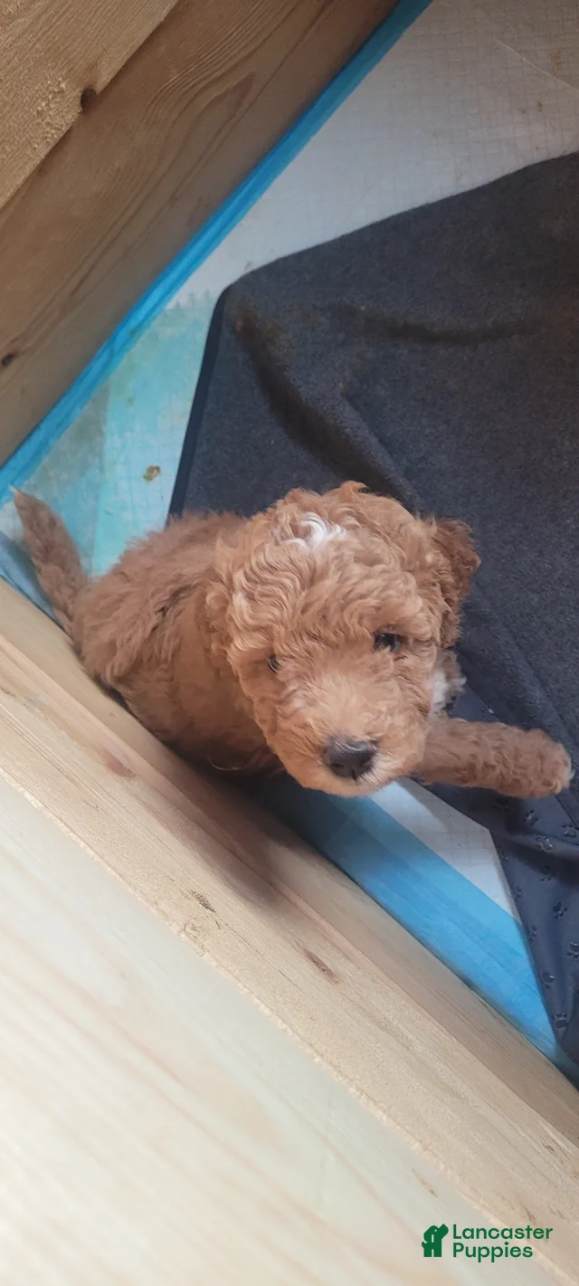 Mini Goldendoodle Girl 1 Mini Goldendoodle for sale in Cheektowaga ...