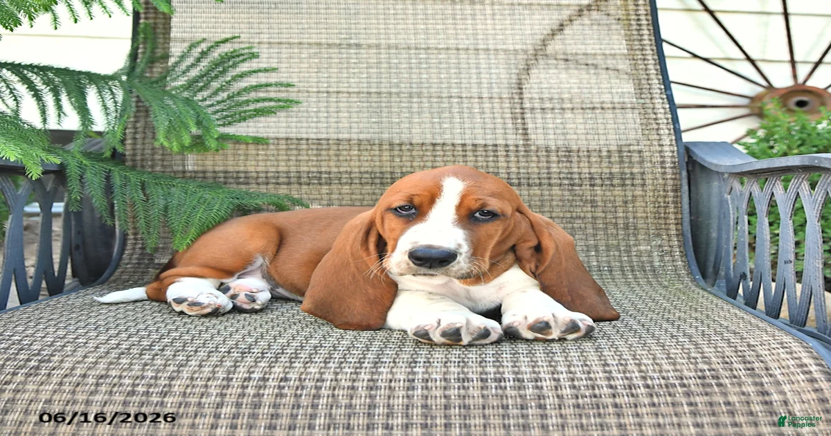 Basset Hound Puppies for sale in Indianapolis, Indiana | Lancaster Puppies