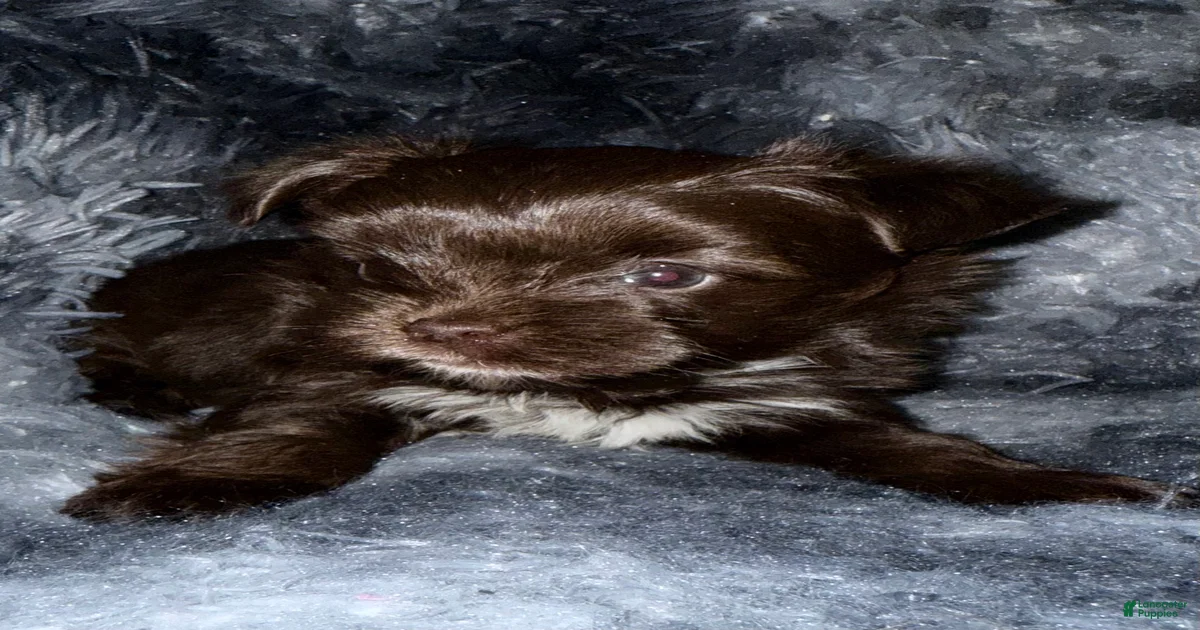 Chocolate merle Yorkshire Terrier Puppies for sale | Lancaster Puppies