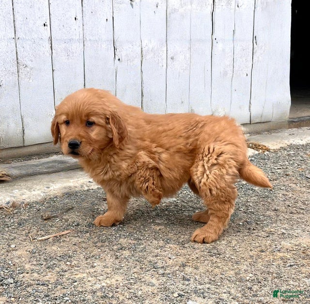 Special Patsy ️🐾Deformed Leg🐾AKC Call 717-966-2608 for sale in ...