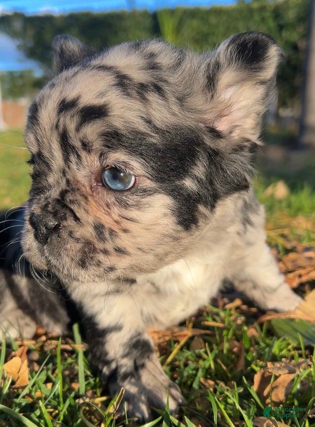 Fluffy Merle for sale in Upland | Lancaster Puppies