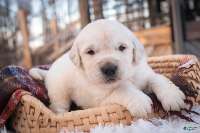 Rumble for sale in Milford | Lancaster Puppies
