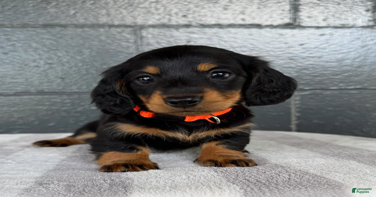 Ashley Miniature Dachshund for sale in Apple Creek | Lancaster Puppies