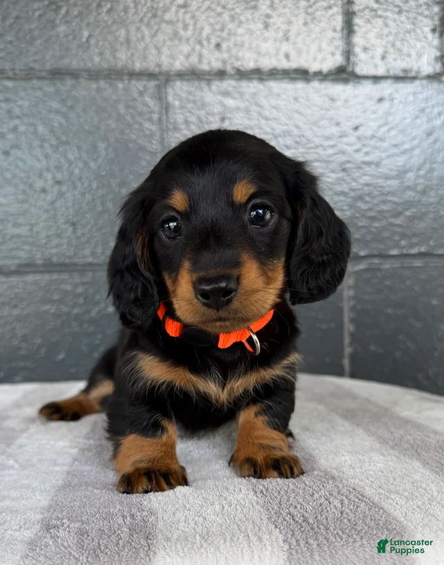 Ashley Miniature Dachshund for sale in Apple Creek | Lancaster Puppies