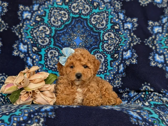Pixey Miniature Poodle for sale in Kirkwood | Lancaster Puppies