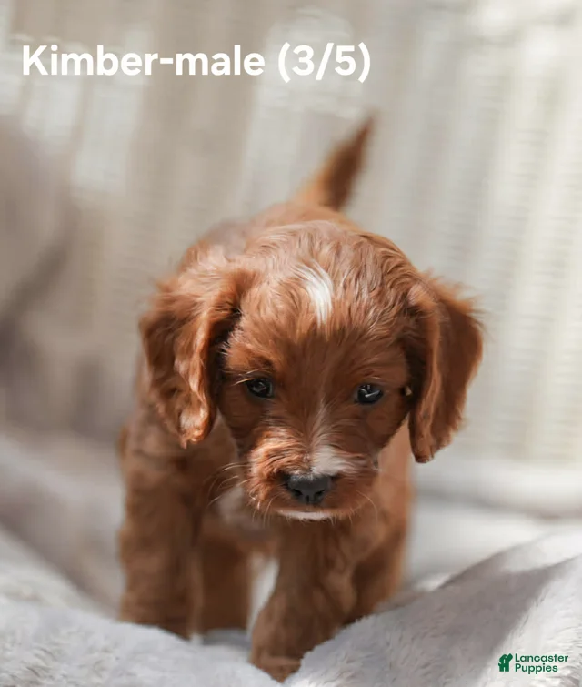 KIMBER Cavapoo for sale in New Holland | Lancaster Puppies