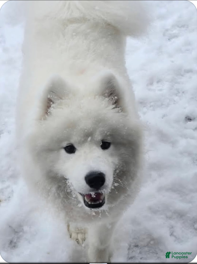 Samoyed Male 1 for sale in Clementon | Lancaster Puppies