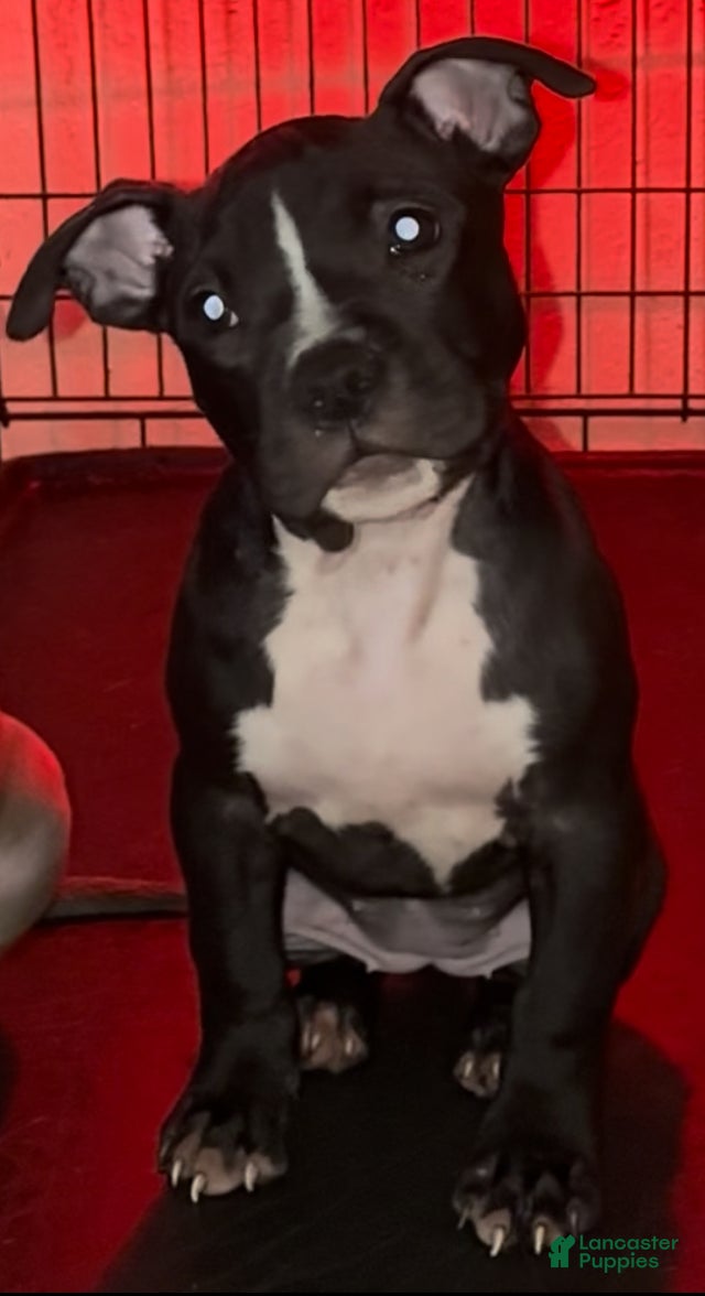 American Bully female for sale in Houston | Lancaster Puppies