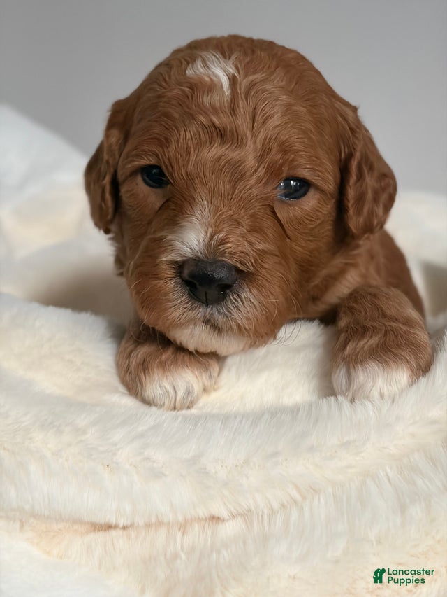 Mini Goldendoodle Puppy 4 for sale in Ephrata | Lancaster Puppies
