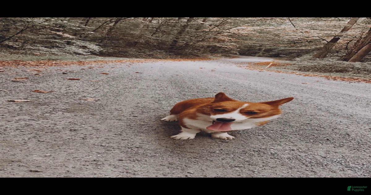 Kylo for sale in Denver | Lancaster Puppies