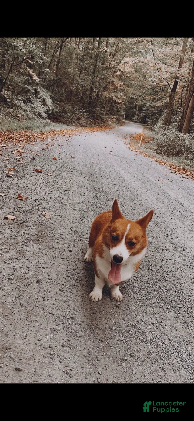 Kylo for sale in Denver | Lancaster Puppies