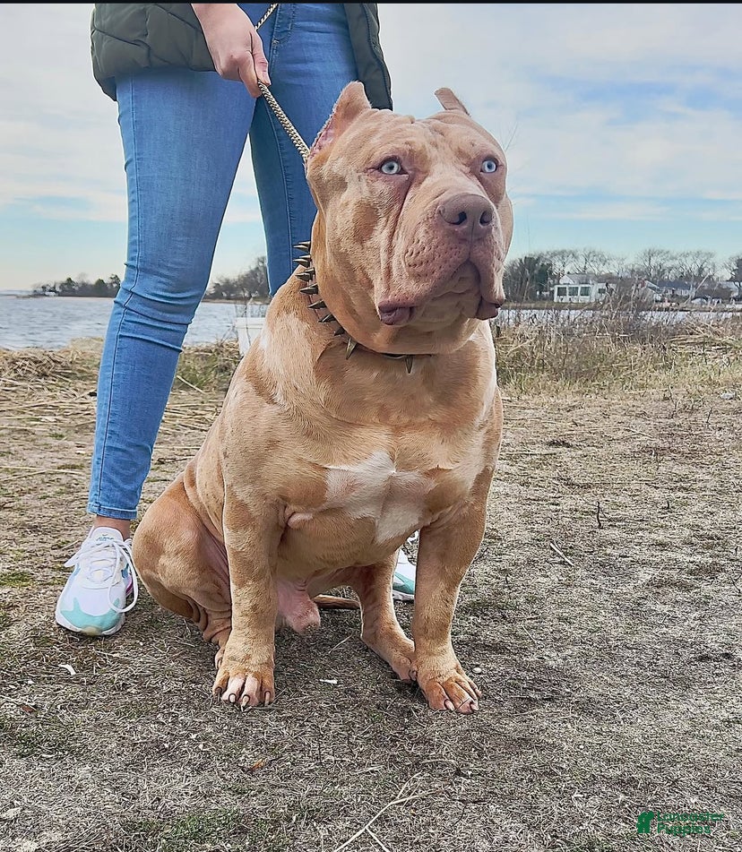 Beautifull XL Merle Bully For Stud Services!!! for stud in Queens ...