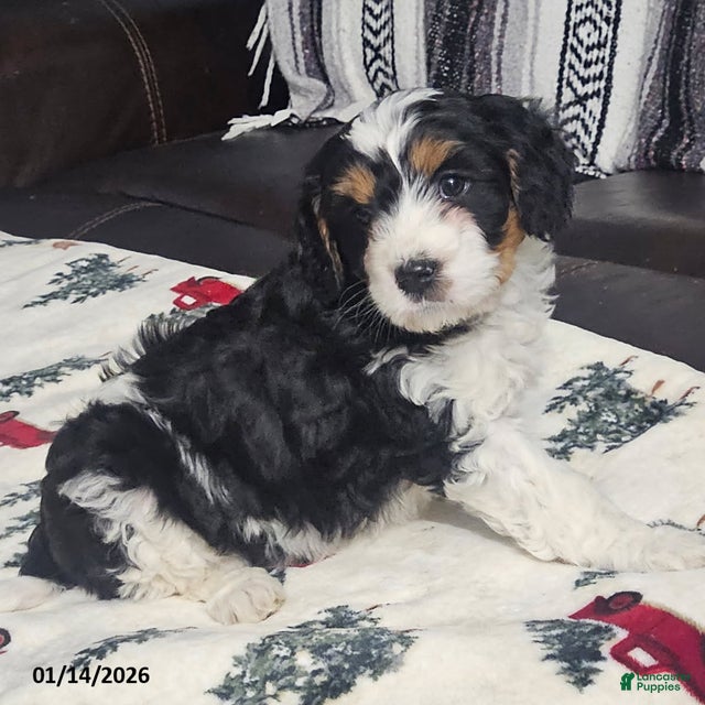 Spot for sale in Kensington | Lancaster Puppies