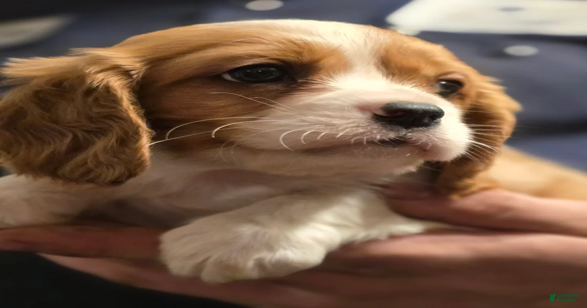 Cavalier King Charles Spaniel Puppies for sale in New York | Lancaster ...