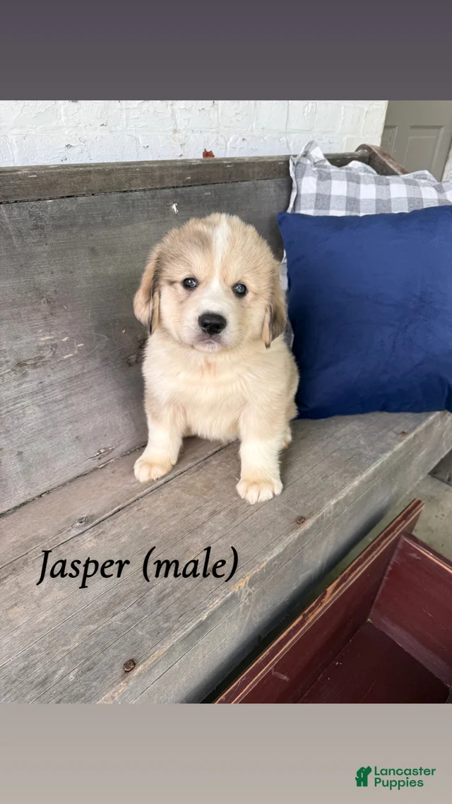 Mixed Breed Puppy 1 Mixed Breed for sale in Hillsboro | Lancaster Puppies
