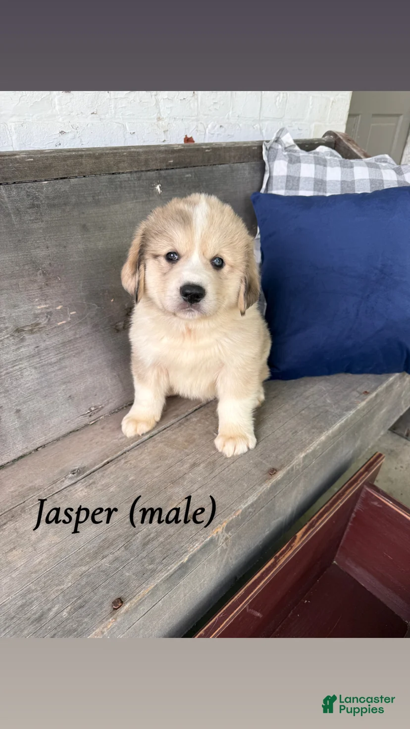 Mixed Breed Puppy 1 Mixed Breed for sale in Hillsboro | Lancaster Puppies