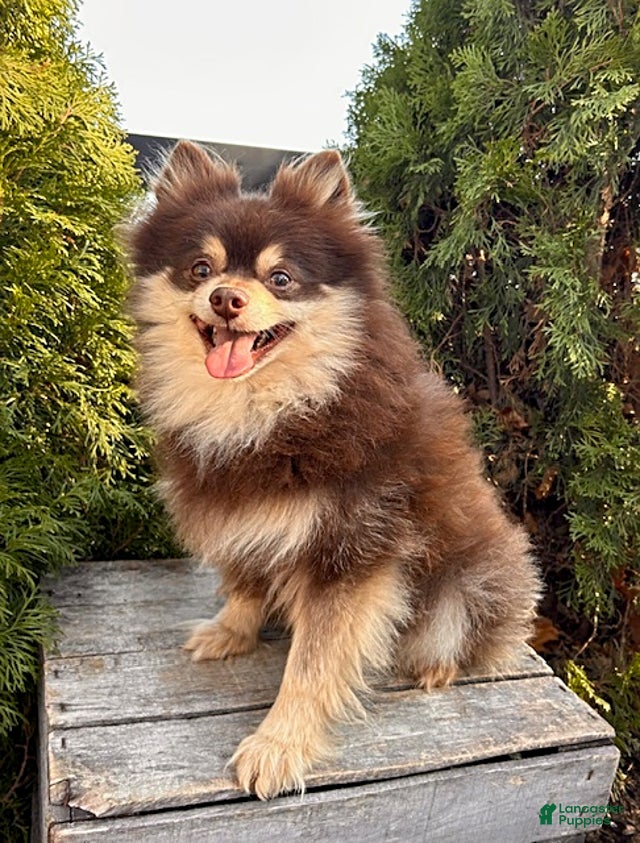 Gigi for sale in Middlebury | Lancaster Puppies