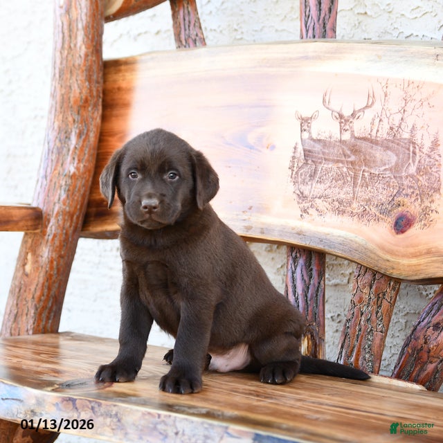 Zeke for sale in Honey Brook | Lancaster Puppies