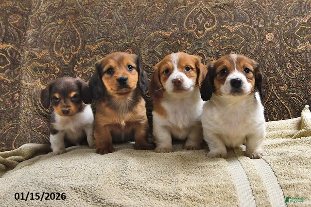 Skipper for sale in Rushville | Lancaster Puppies