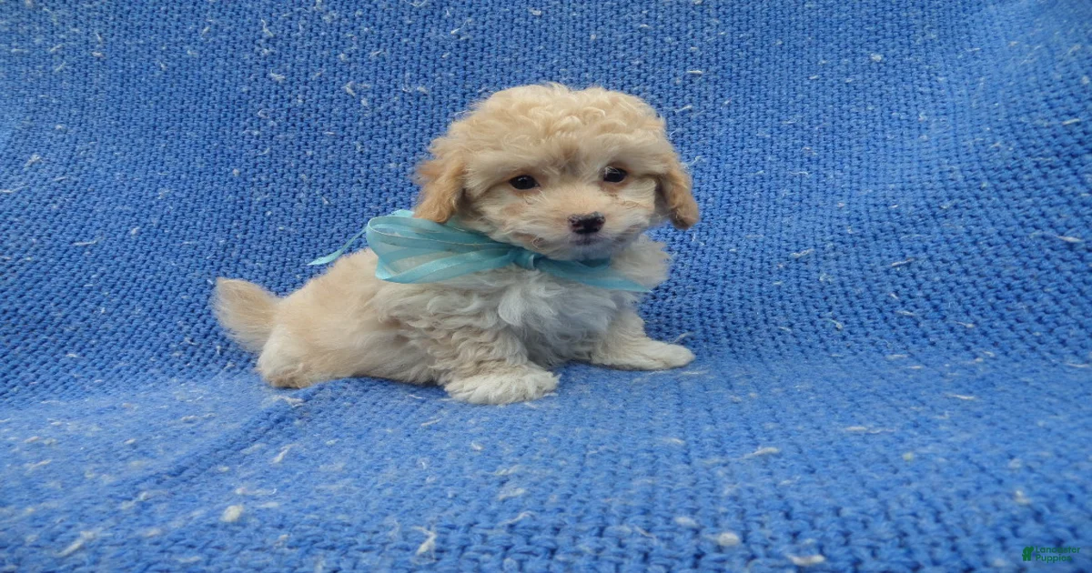 Vinny Maltipoo for sale in La Habra | Lancaster Puppies