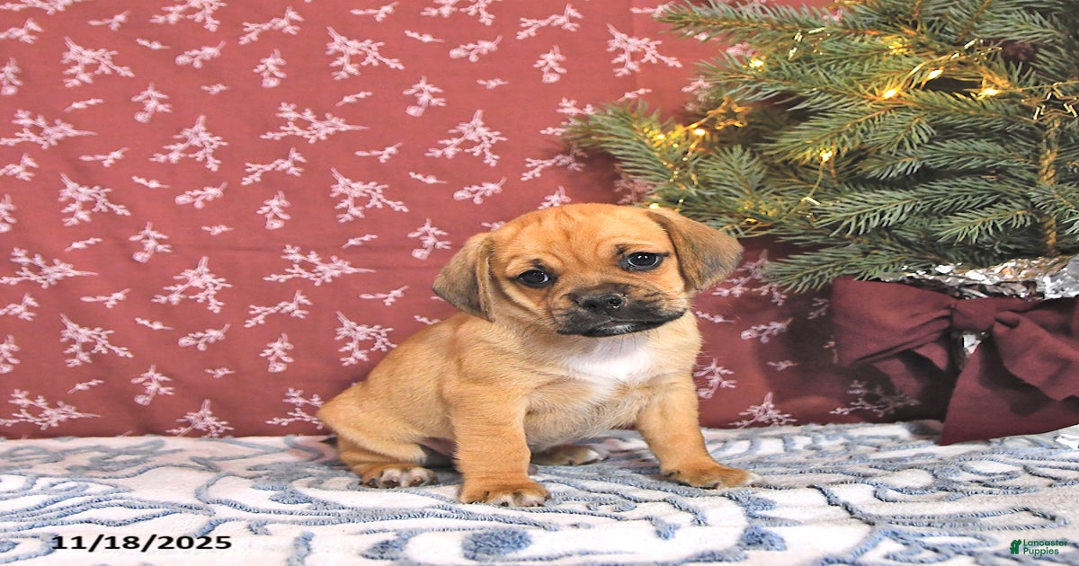 Jody for sale in Wakarusa | Lancaster Puppies