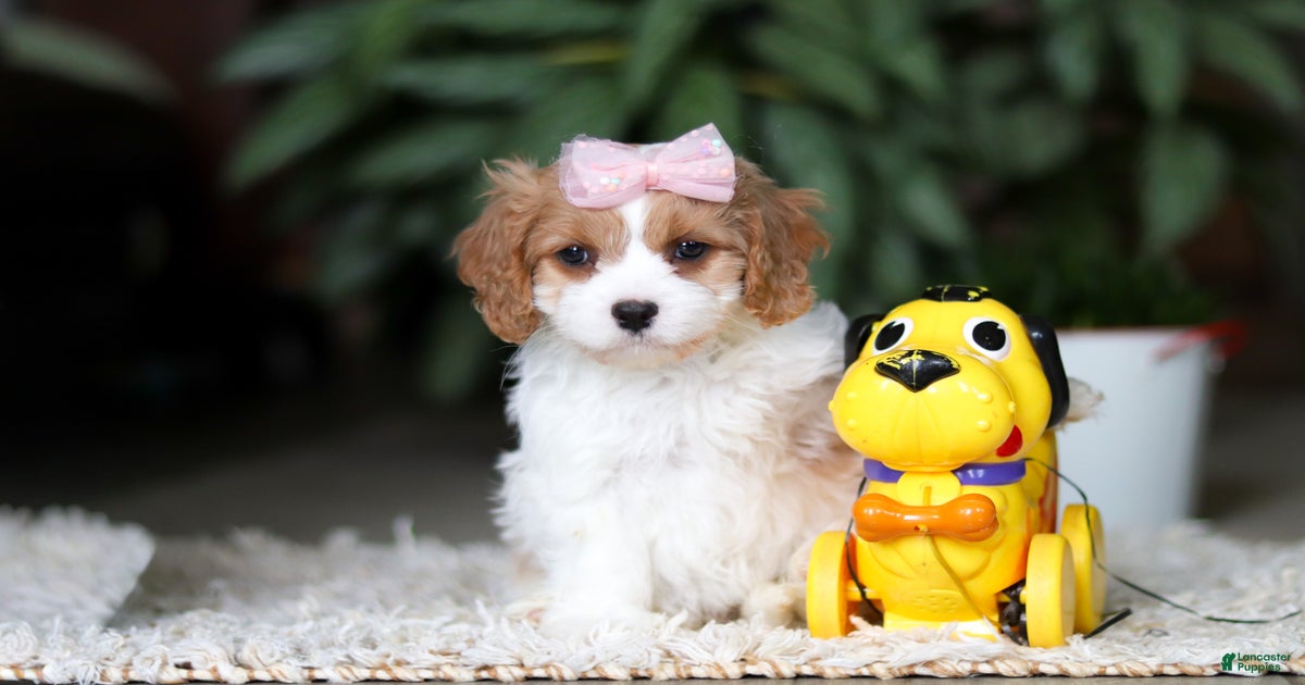 Rita for sale in Dundee | Lancaster Puppies