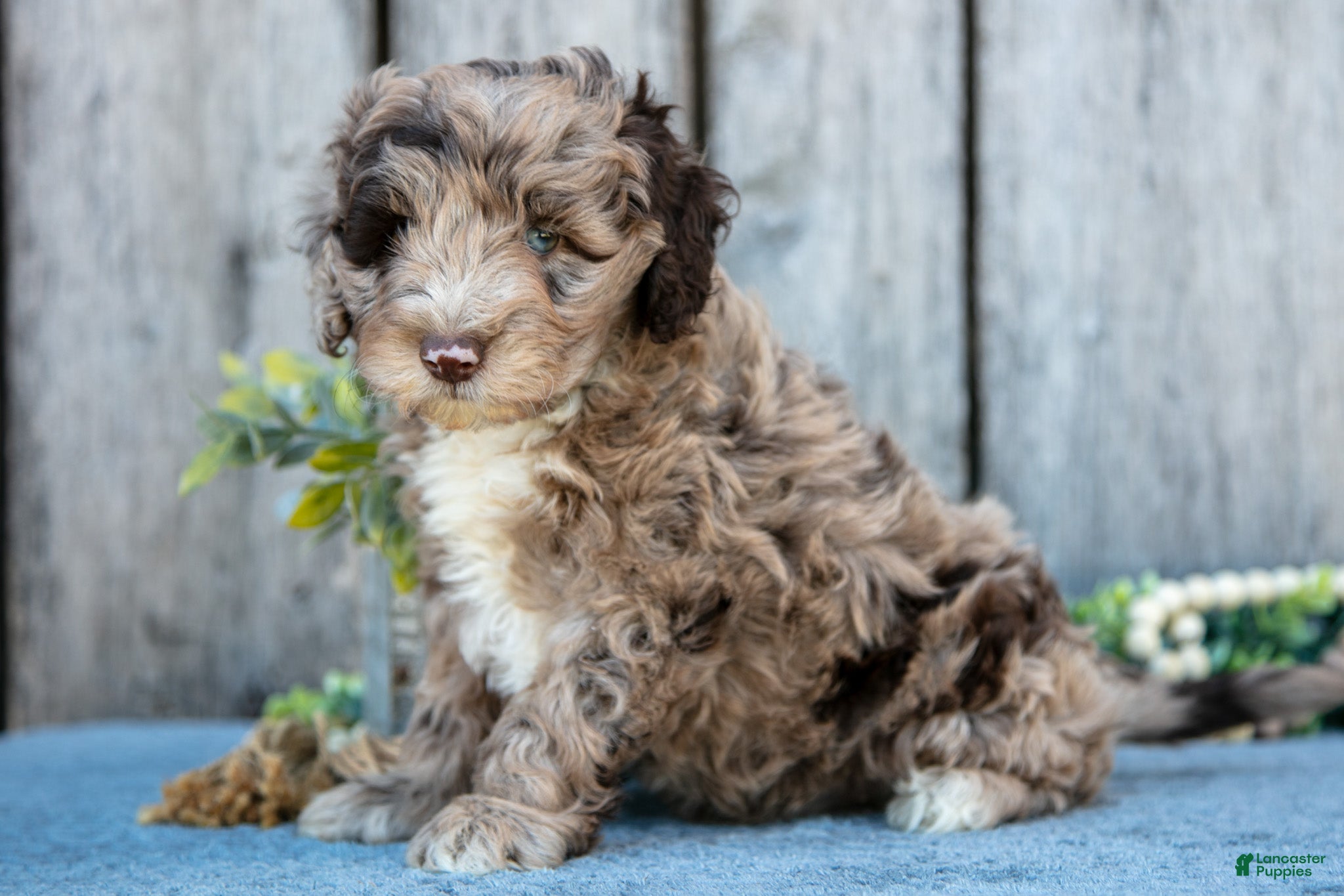 Portuguese Water Dog Puppies for sale | Lancaster Puppies