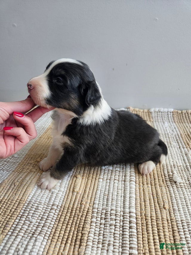 Chase for sale in Crab Orchard | Lancaster Puppies