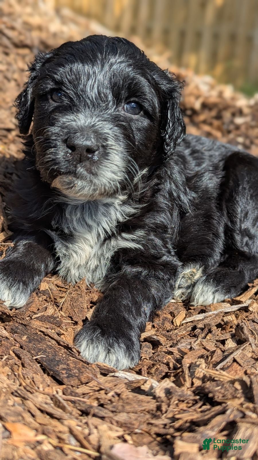 Portuguese Water Dog Puppies for sale | Lancaster Puppies