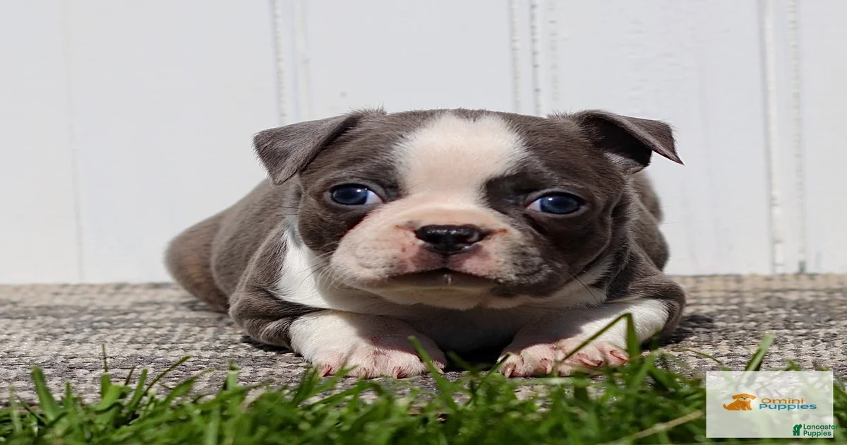 Murphy Boston Terrier for sale in Drumore | Lancaster Puppies