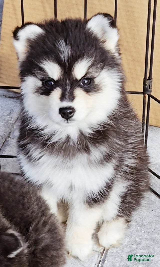 Ally for sale in Port Charlotte | Lancaster Puppies