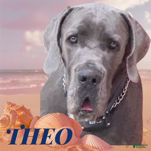 Wanda - Blue Harlequin for sale in Albion | Lancaster Puppies