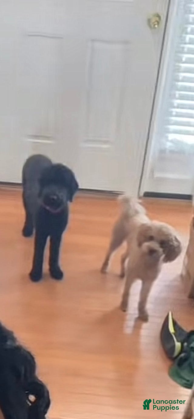 Mini Goldendoodle Puppy Blue for sale in Midlothian | Lancaster Puppies