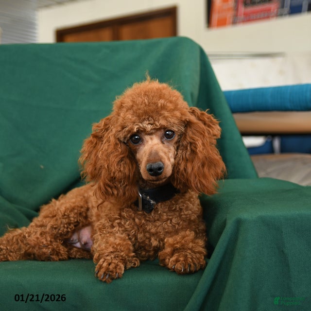 Roman for sale in Rising Sun | Lancaster Puppies