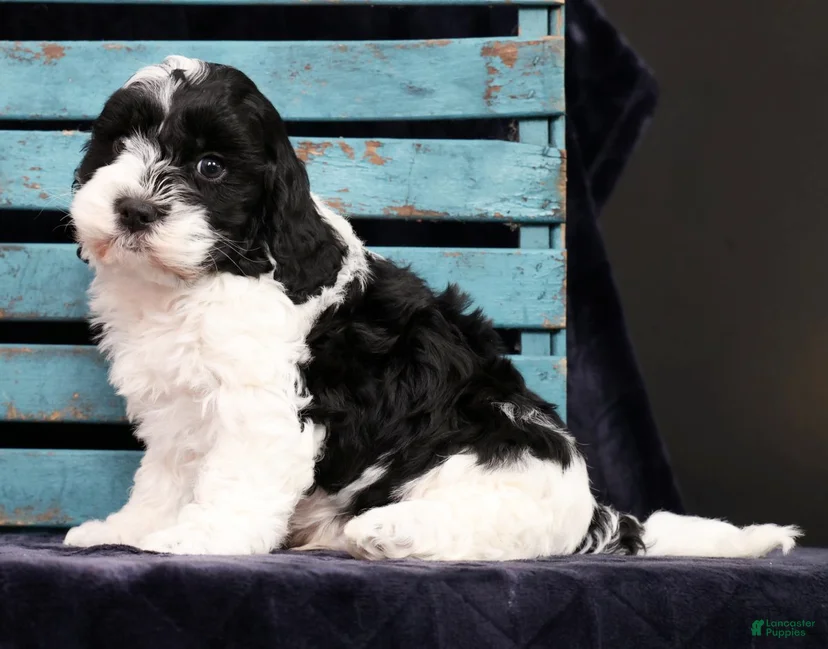 Norris Cavapoo for sale in Baltic | Lancaster Puppies