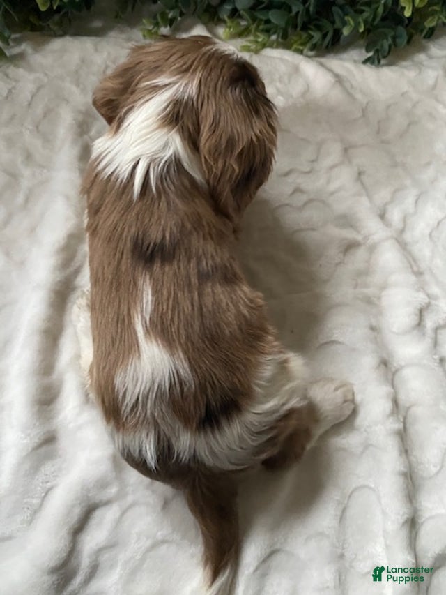 Gilbert- Chocolate merle for sale in Quarryville | Lancaster Puppies